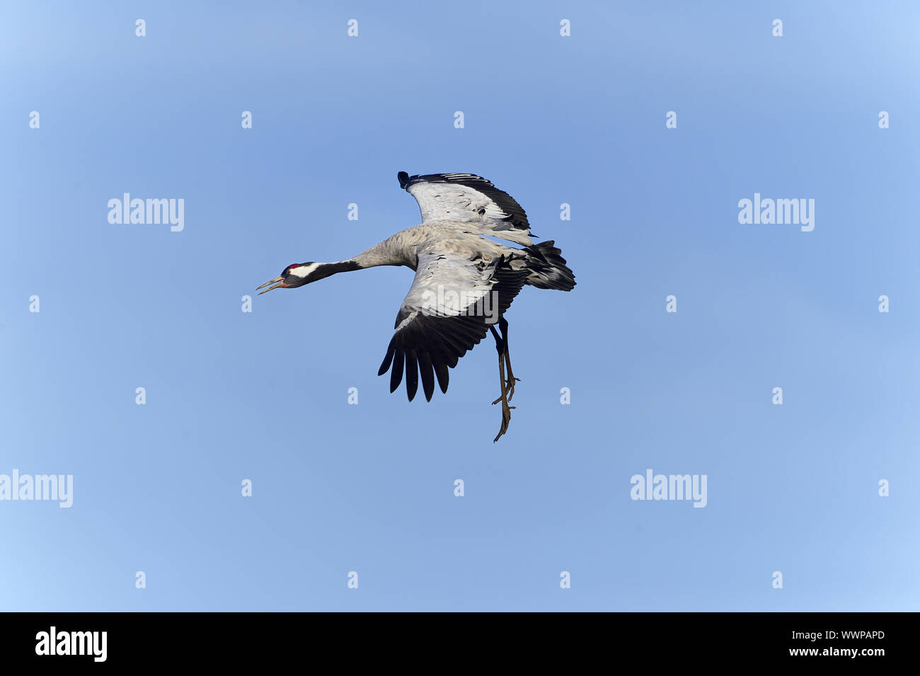 Florida crane hi-res stock photography and images - Alamy