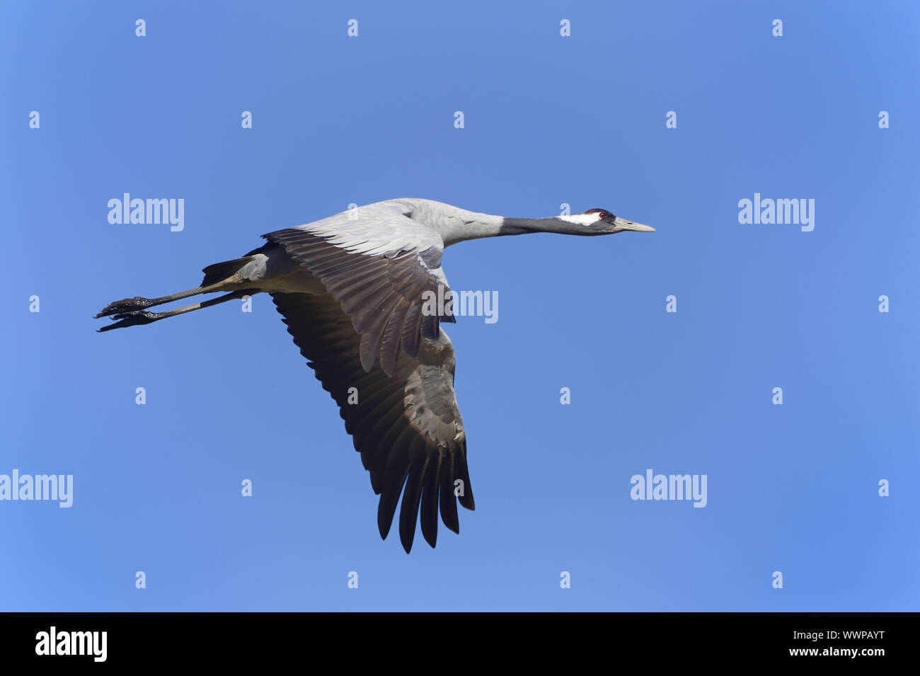 Little brown crane hi-res stock photography and images - Alamy