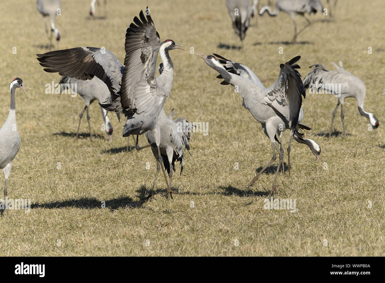 Cranes of the world hi-res stock photography and images - Alamy