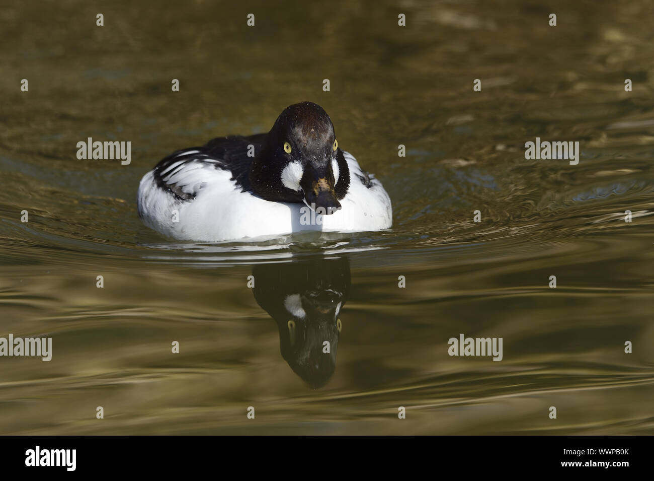 Goldeneye bird hi-res stock photography and images - Alamy