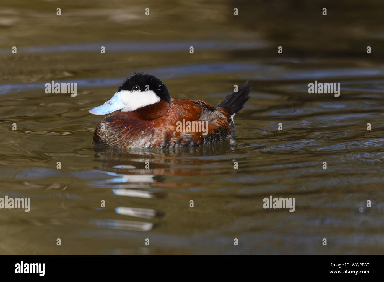 North american ducks hi-res stock photography and images - Alamy