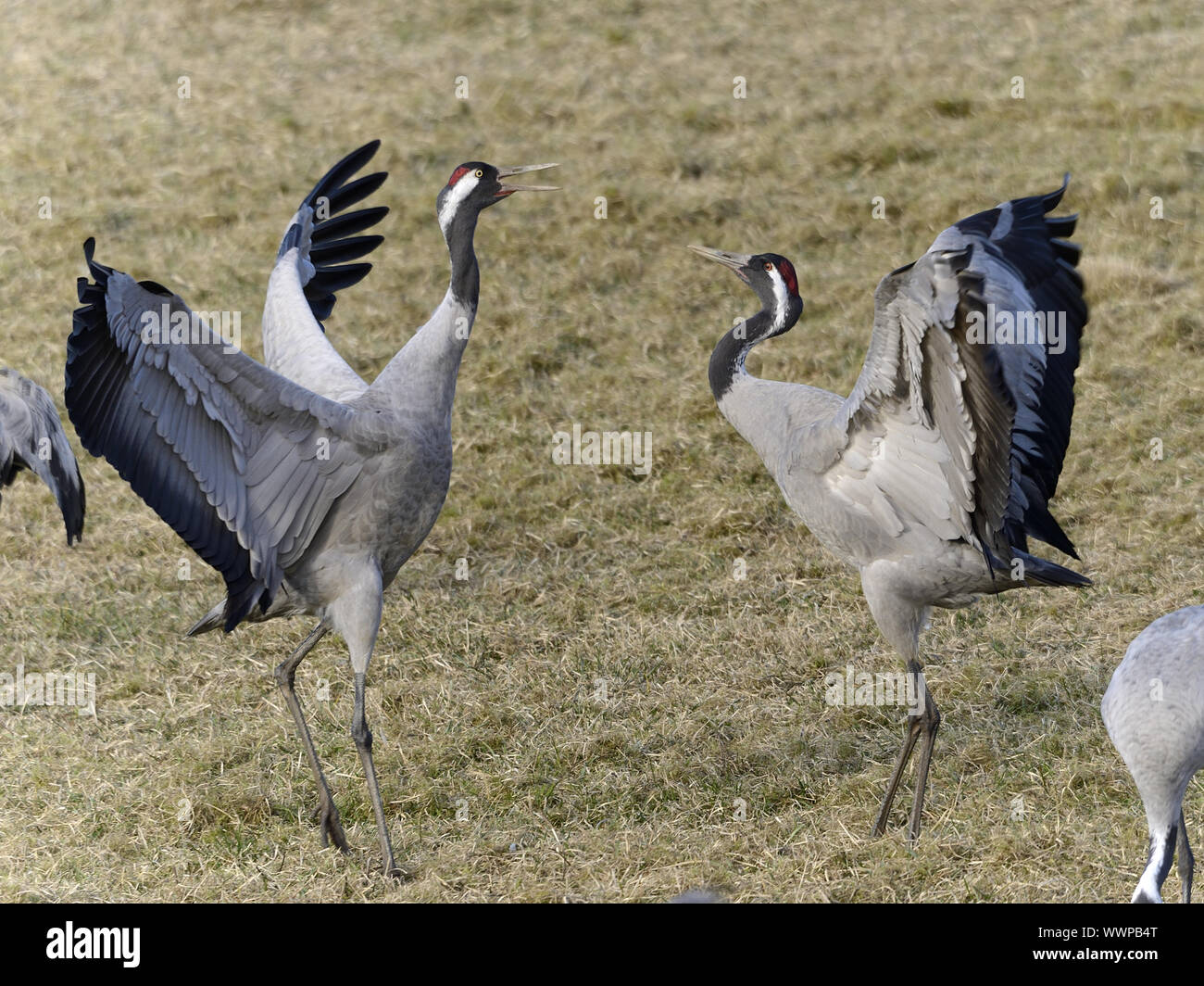 Crane birds hi-res stock photography and images - Alamy