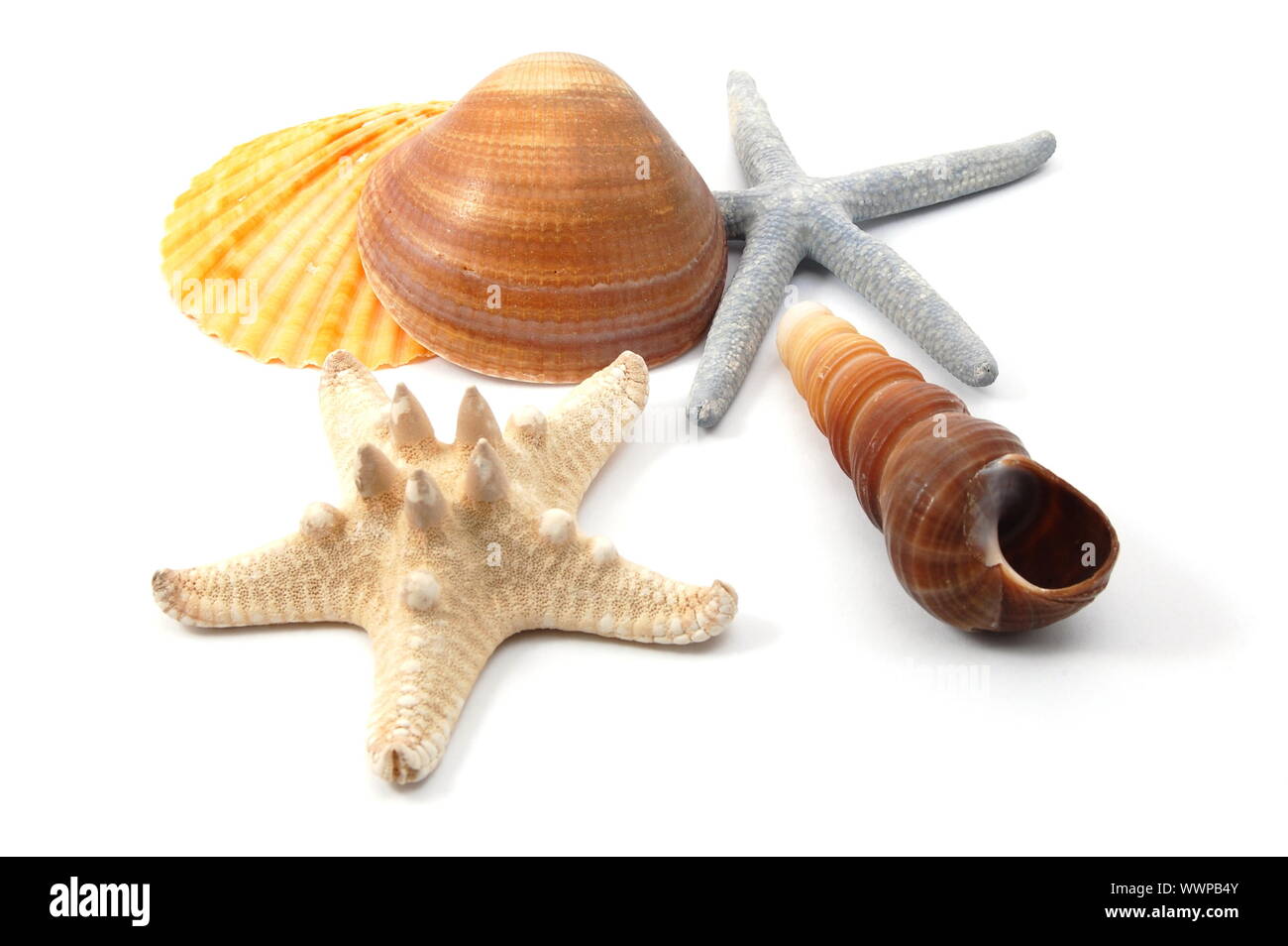 Some shells from the ocean isolated on white background Stock Photo - Alamy