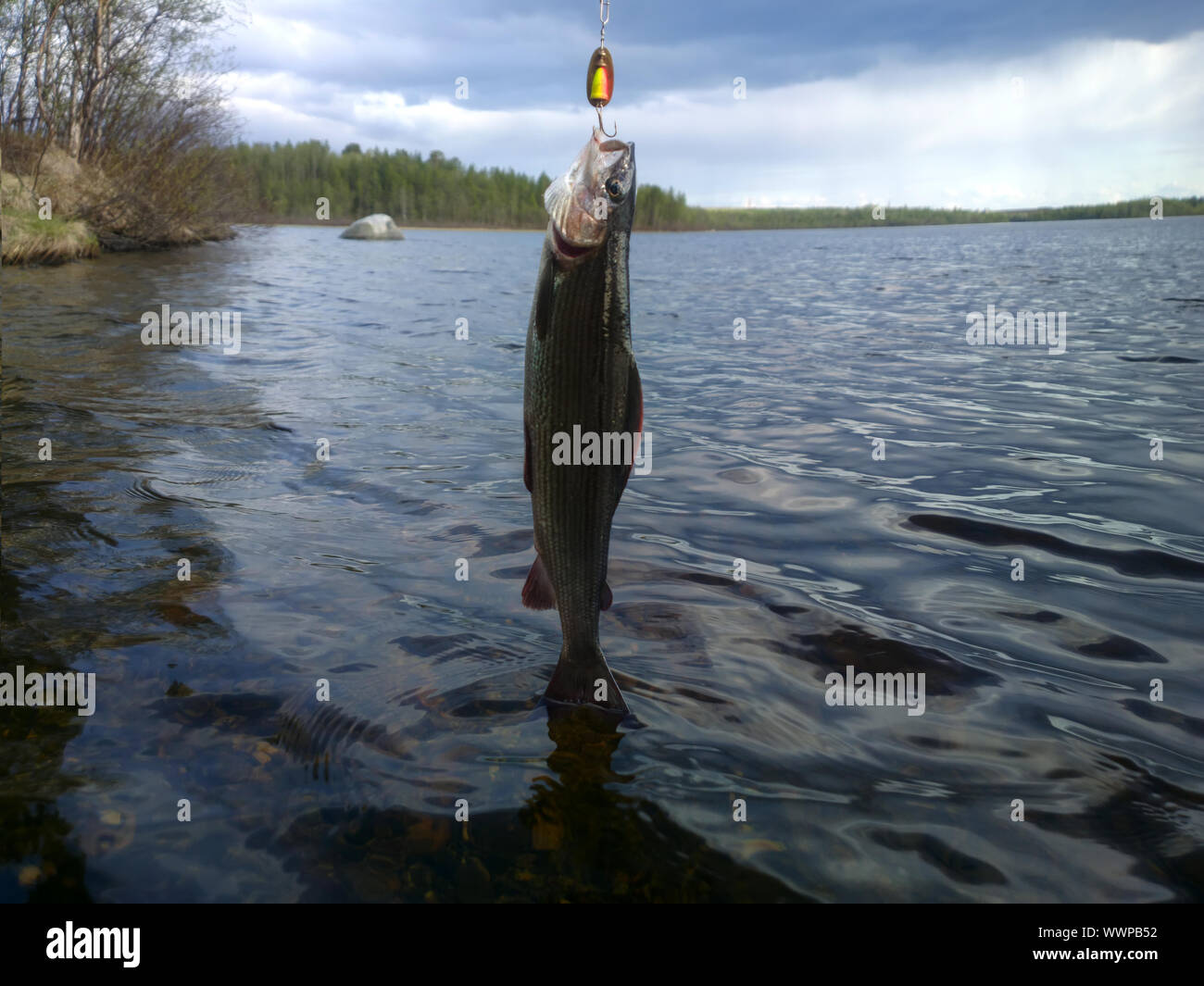 grayling fishing Northern fish Stock Photo - Alamy