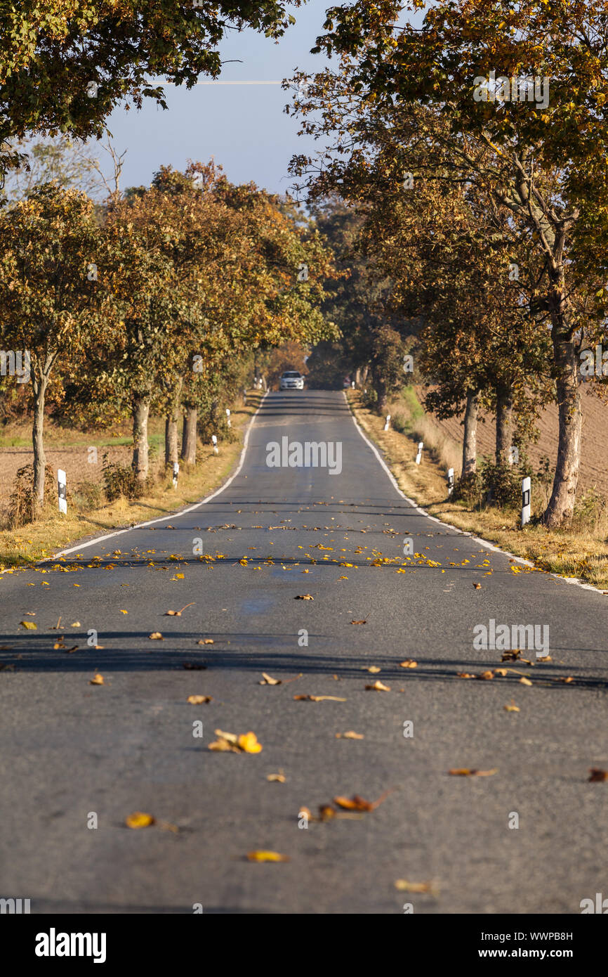 Autumn leaves at the roadside hi-res stock photography and images - Alamy