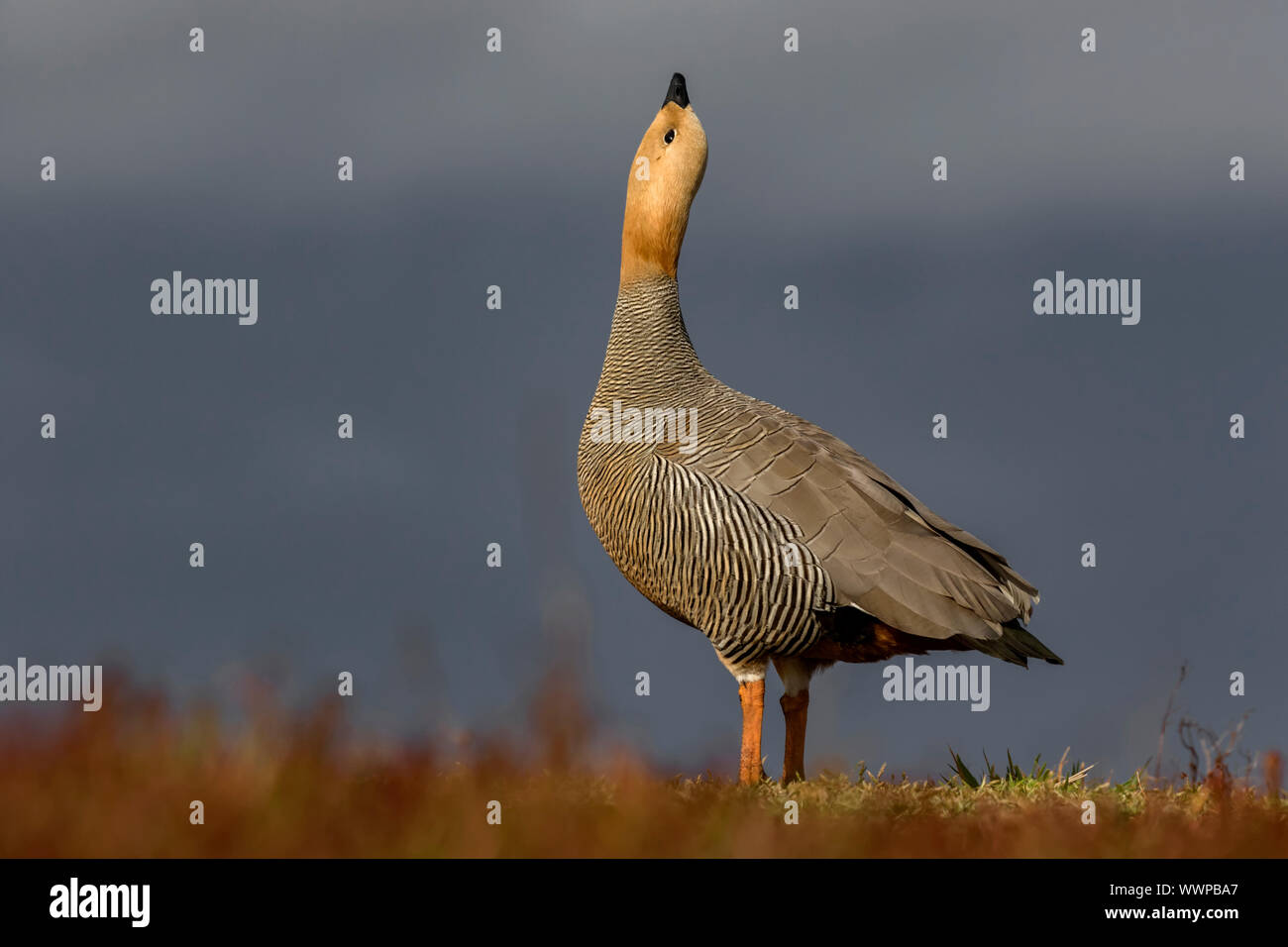 Scarce breeding species hi-res stock photography and images - Alamy