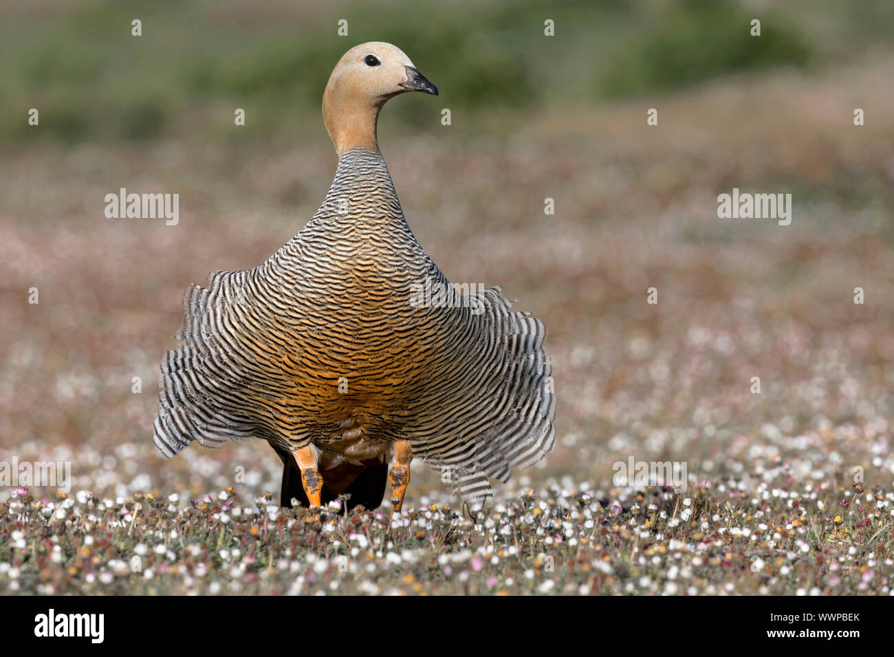 Scarce breeding species hi-res stock photography and images - Alamy
