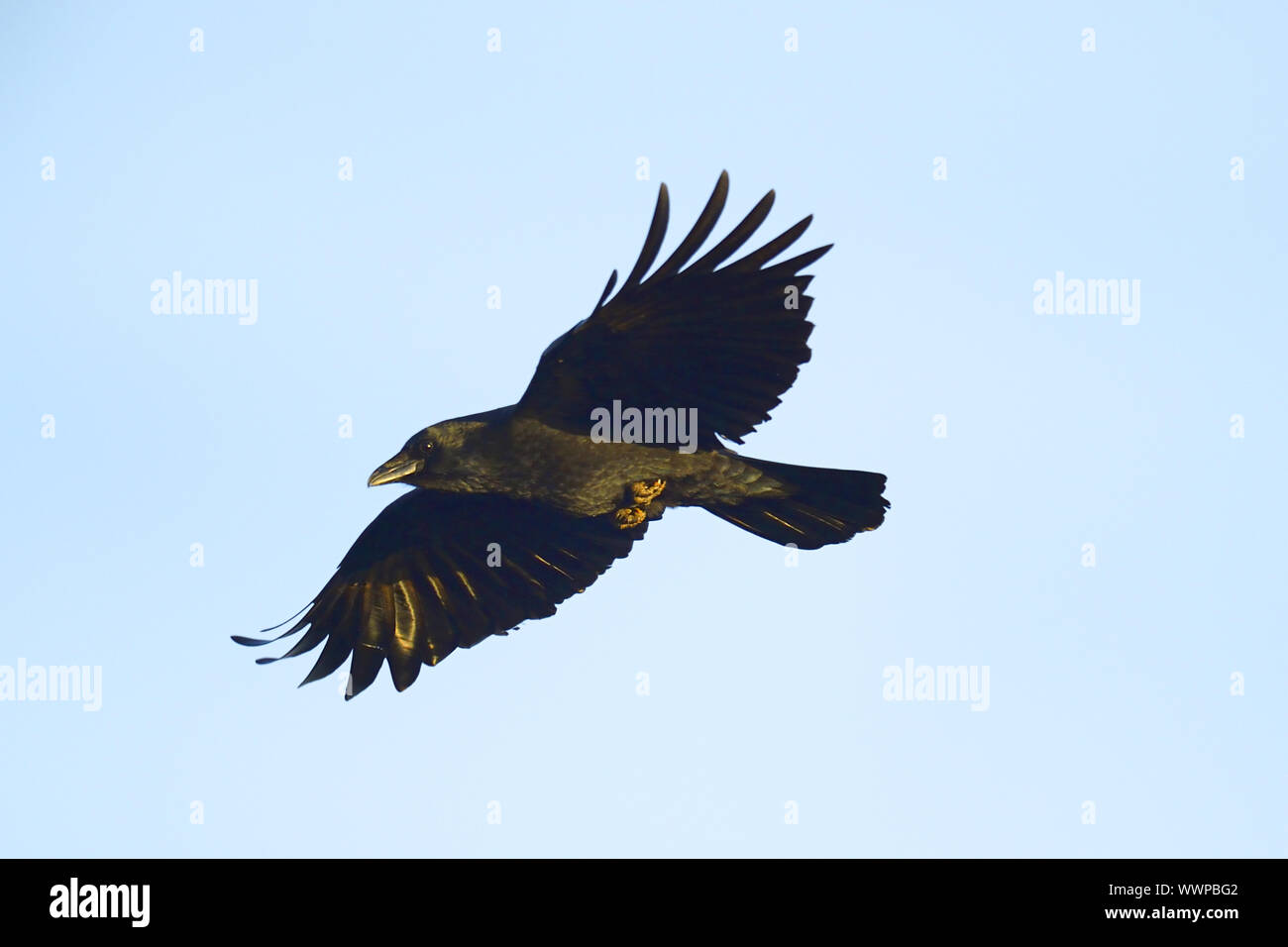 Bird crows hi-res stock photography and images - Alamy