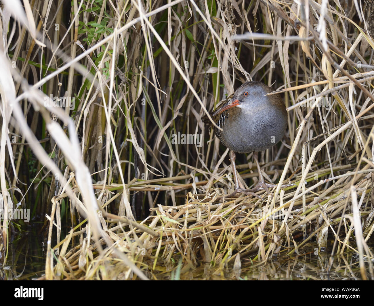 Rail water hi-res stock photography and images - Alamy