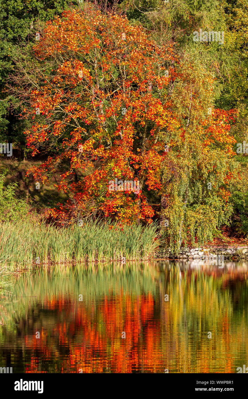Autumn colours maple Stock Photo - Alamy