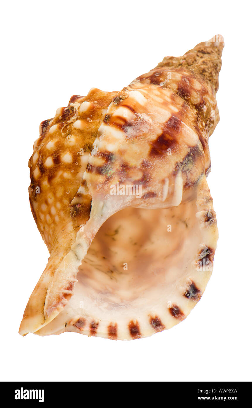 Sea shell isolated on white background Stock Photo - Alamy