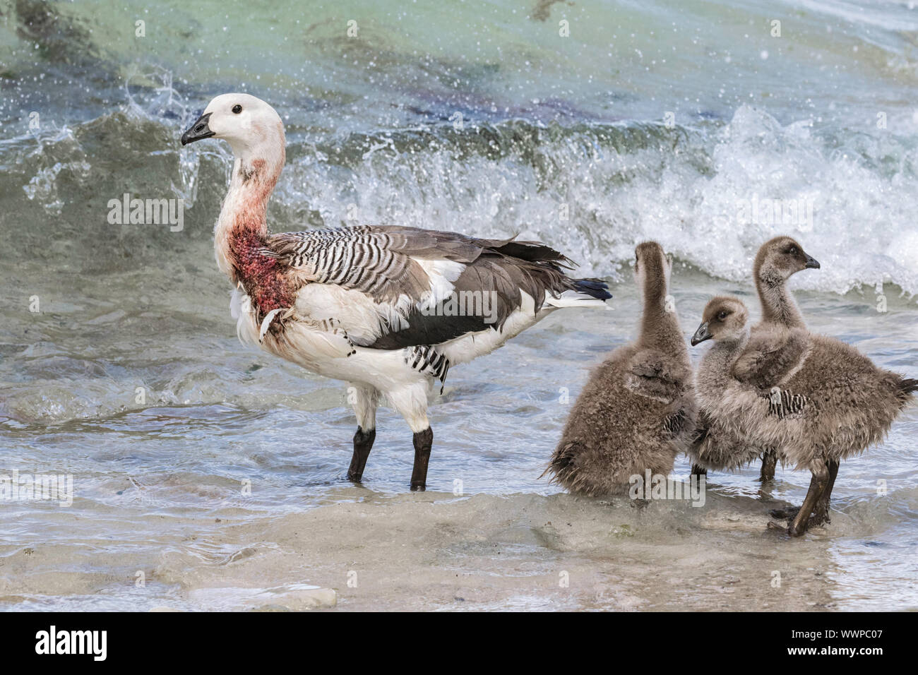 Battle of species hi-res stock photography and images - Alamy