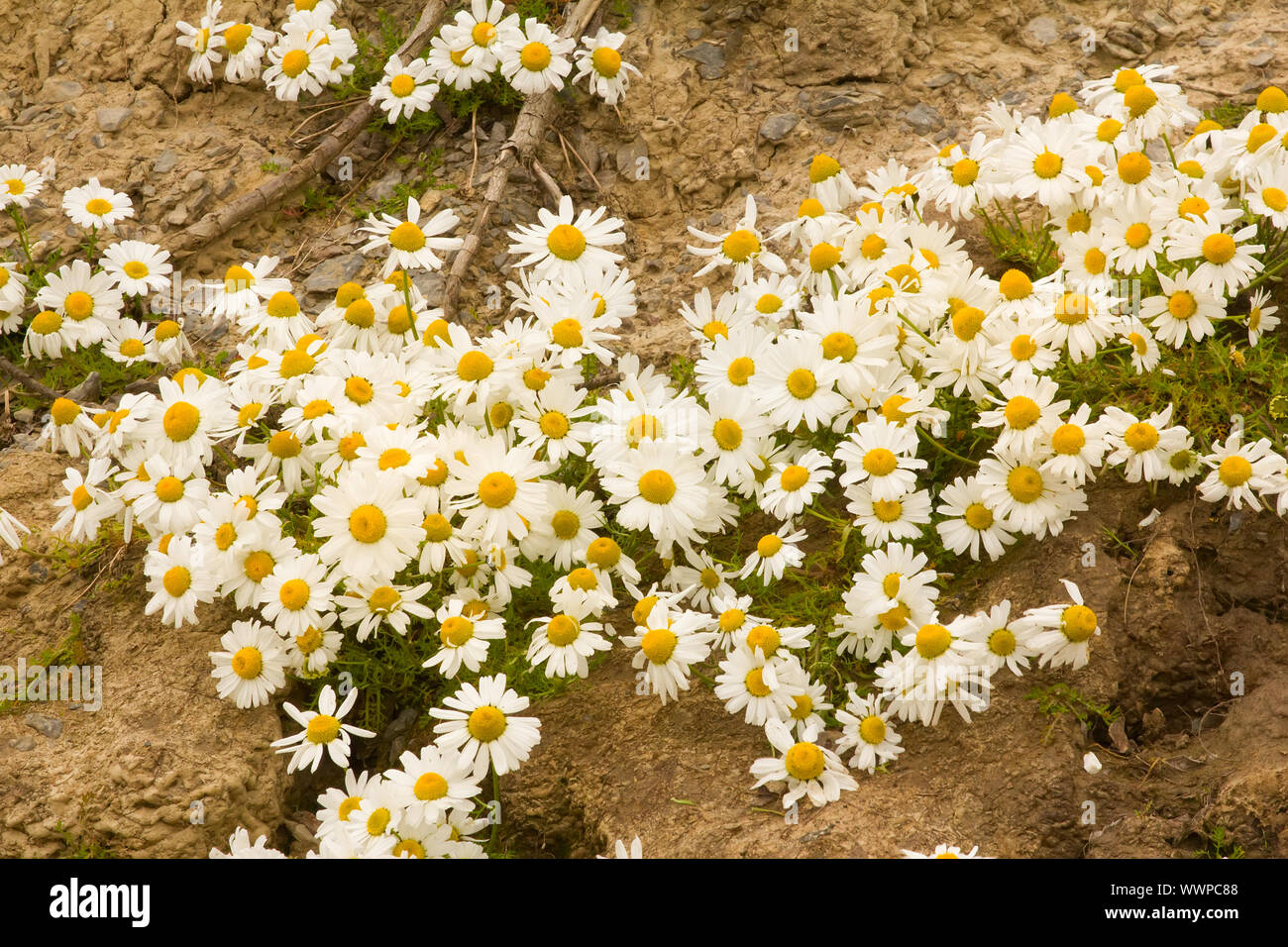Arctic daisies Northern flowers Stock Photo - Alamy