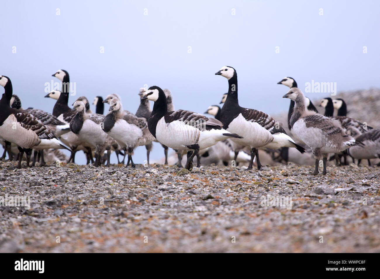 Goose nursery in the arctic wilderness Stock Photo - Alamy