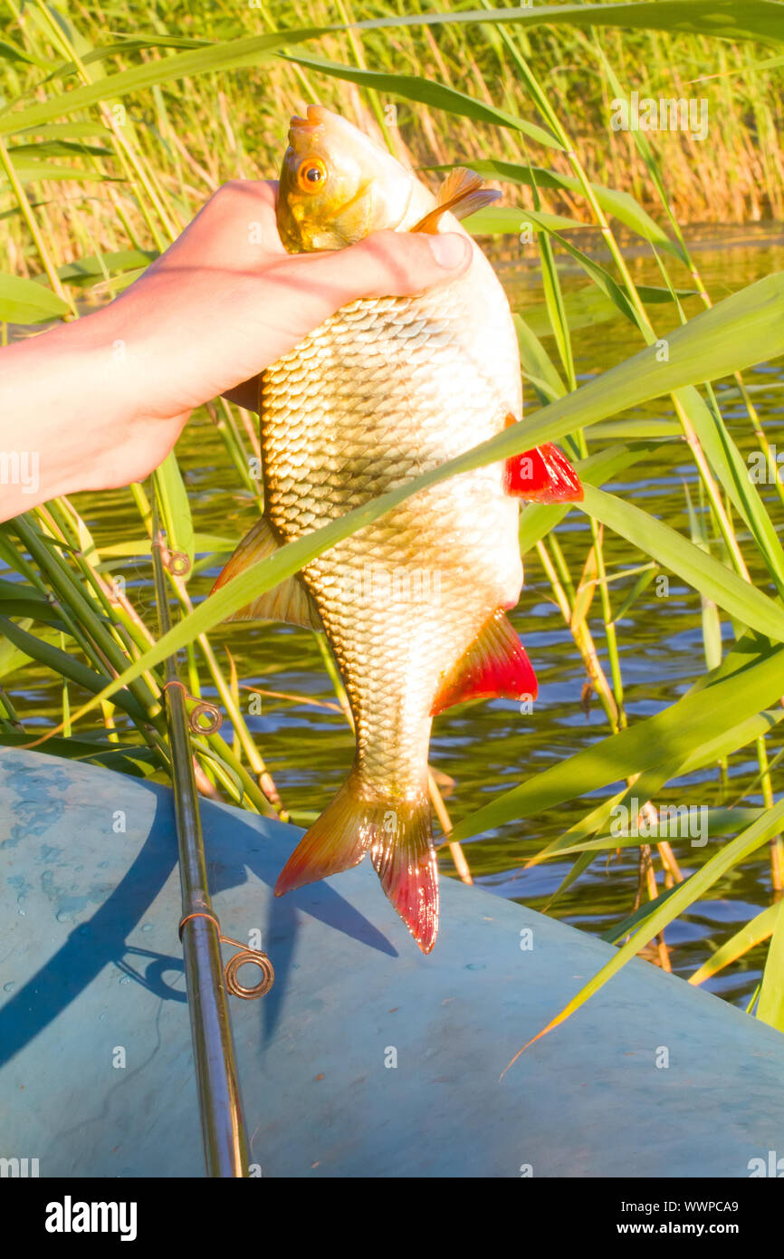 Redeye fish red eye fish hi-res stock photography and images - Alamy