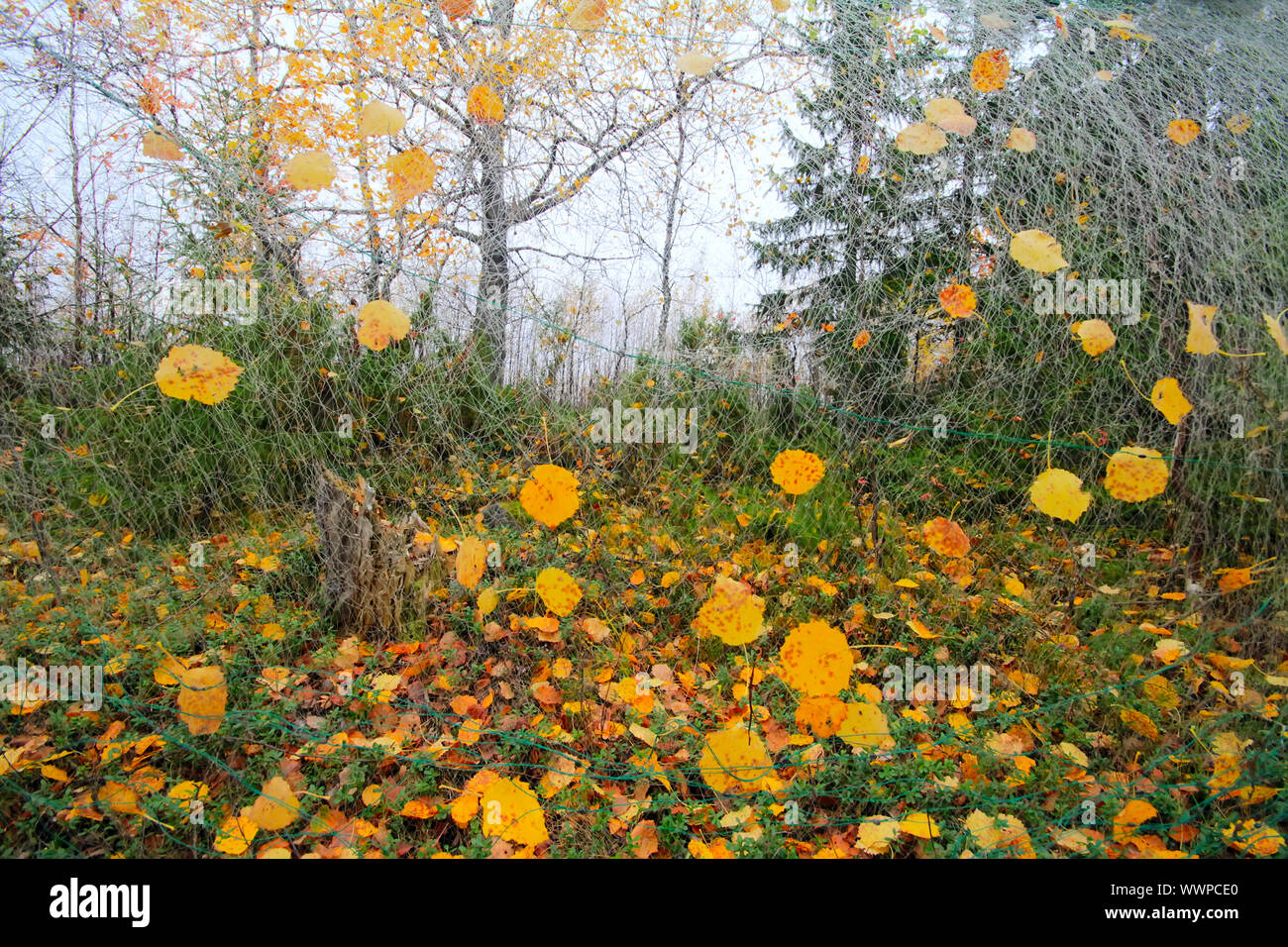 Unusual autumn motif concept Stock Photo - Alamy