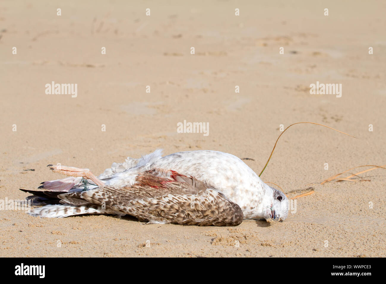 seagull dies in a trap from the thrown line Stock Photo - Alamy