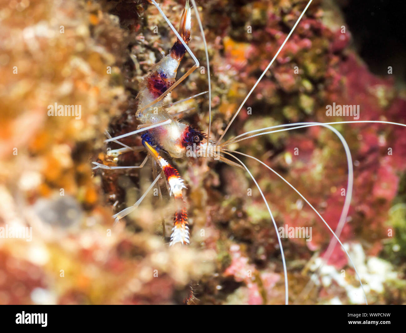 Banded cleaner shrimp (Stenopus hispidus Stock Photo - Alamy