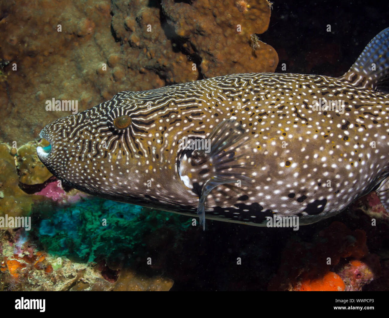 Pufferfish underwater hi-res stock photography and images - Alamy