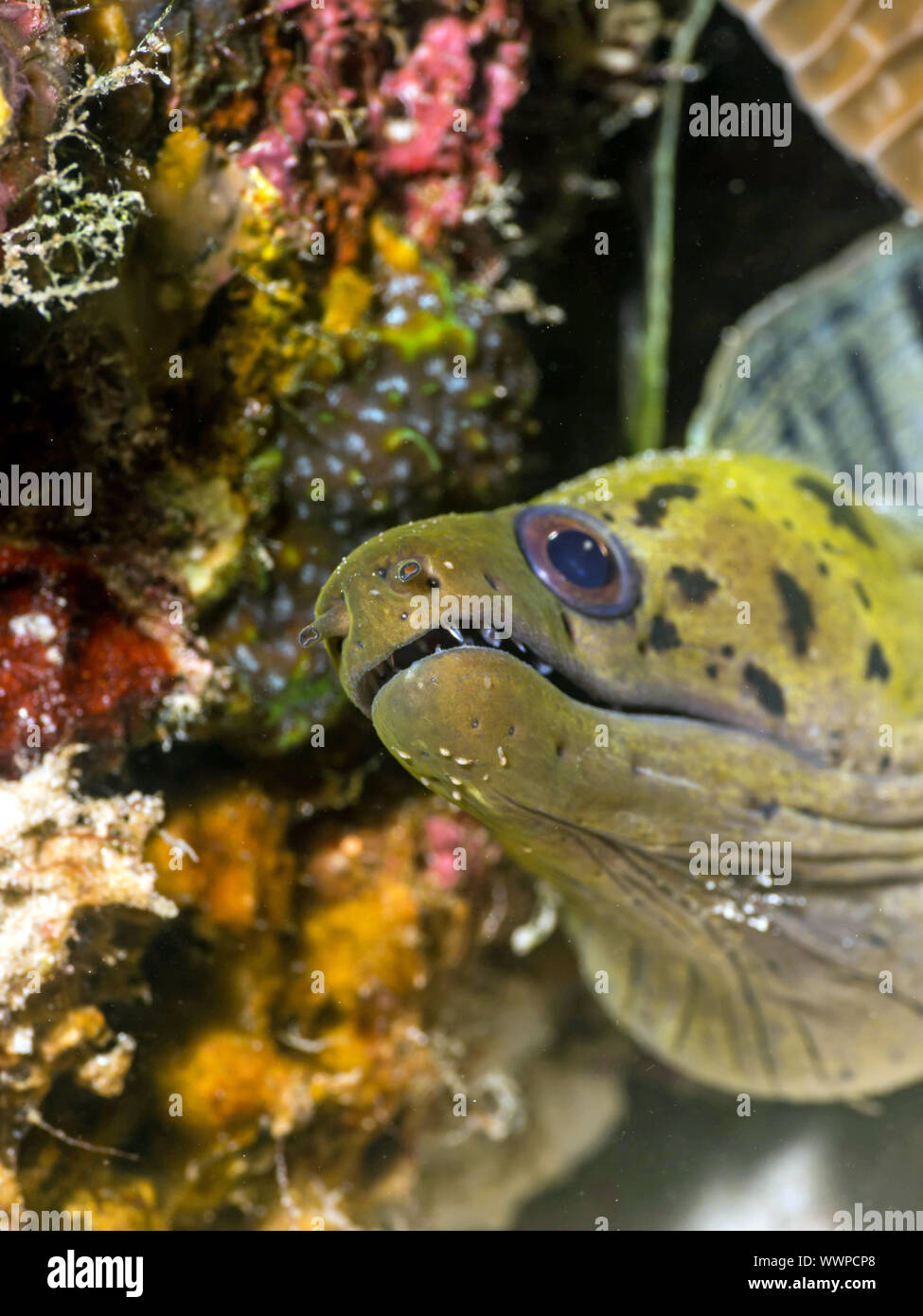Moray eel face hi-res stock photography and images - Alamy