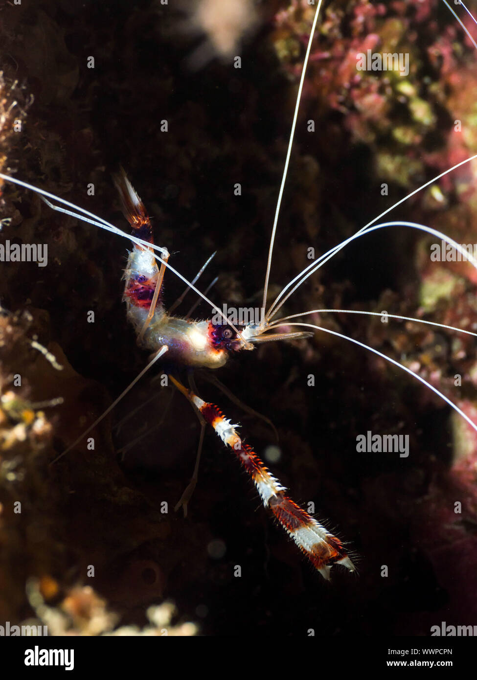 Banded cleaner shrimp (Stenopus hispidus Stock Photo - Alamy