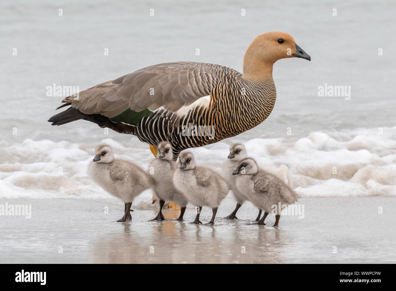 Large family gathering hi-res stock photography and images - Alamy