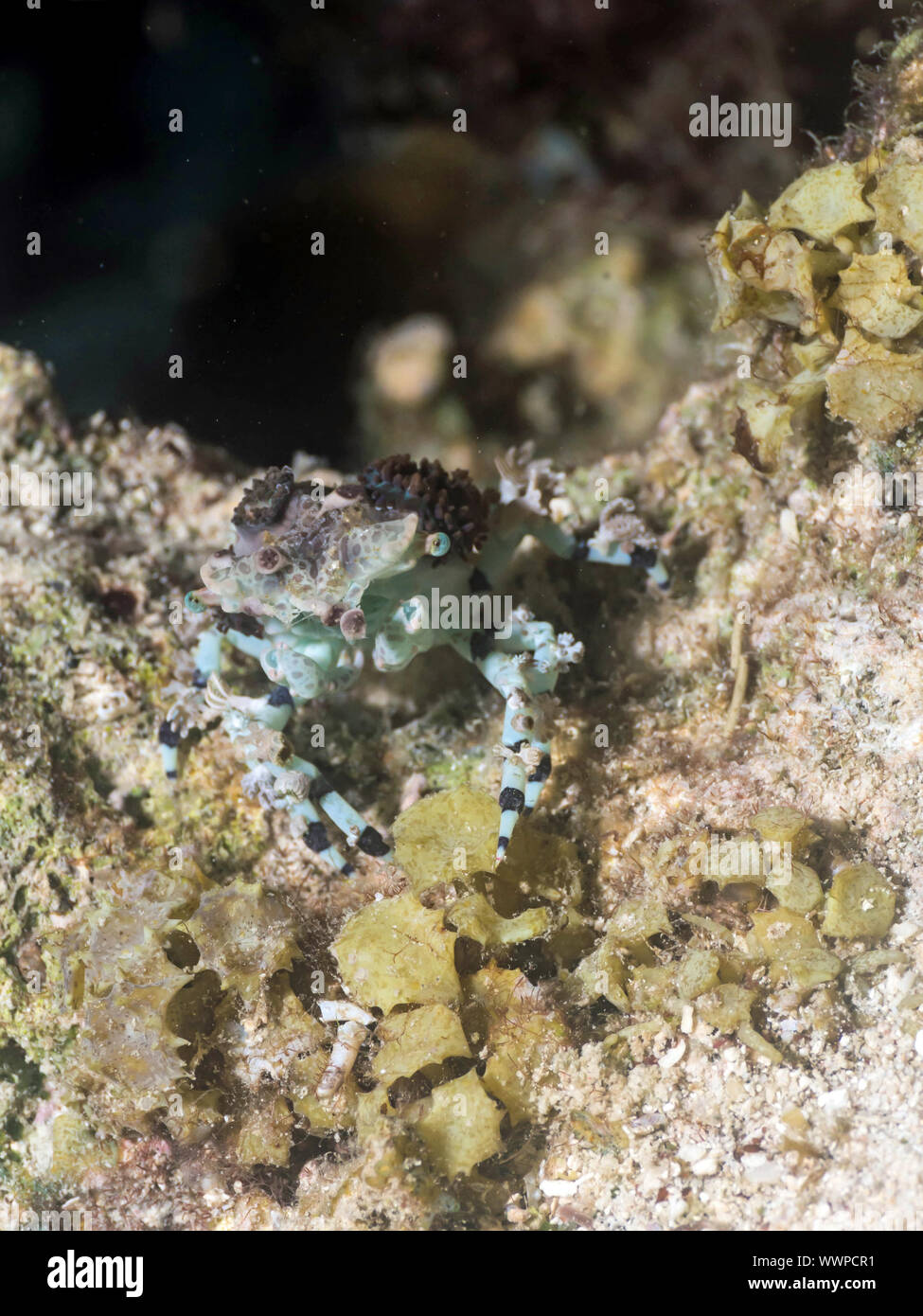 Spider crab underwater hi-res stock photography and images - Alamy
