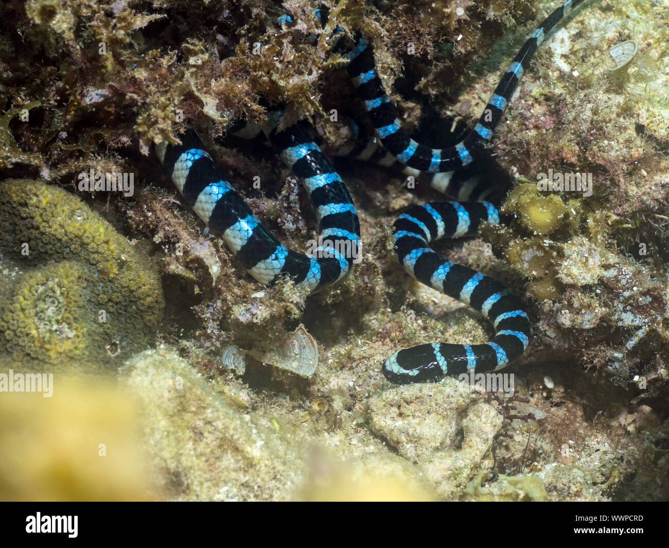 Krait hi-res stock photography and images - Alamy