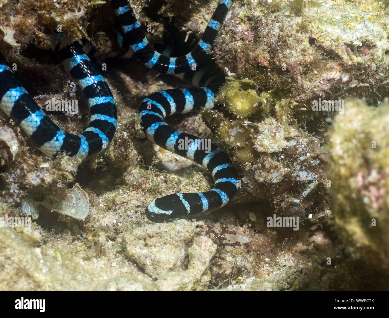 Krait hi-res stock photography and images - Alamy