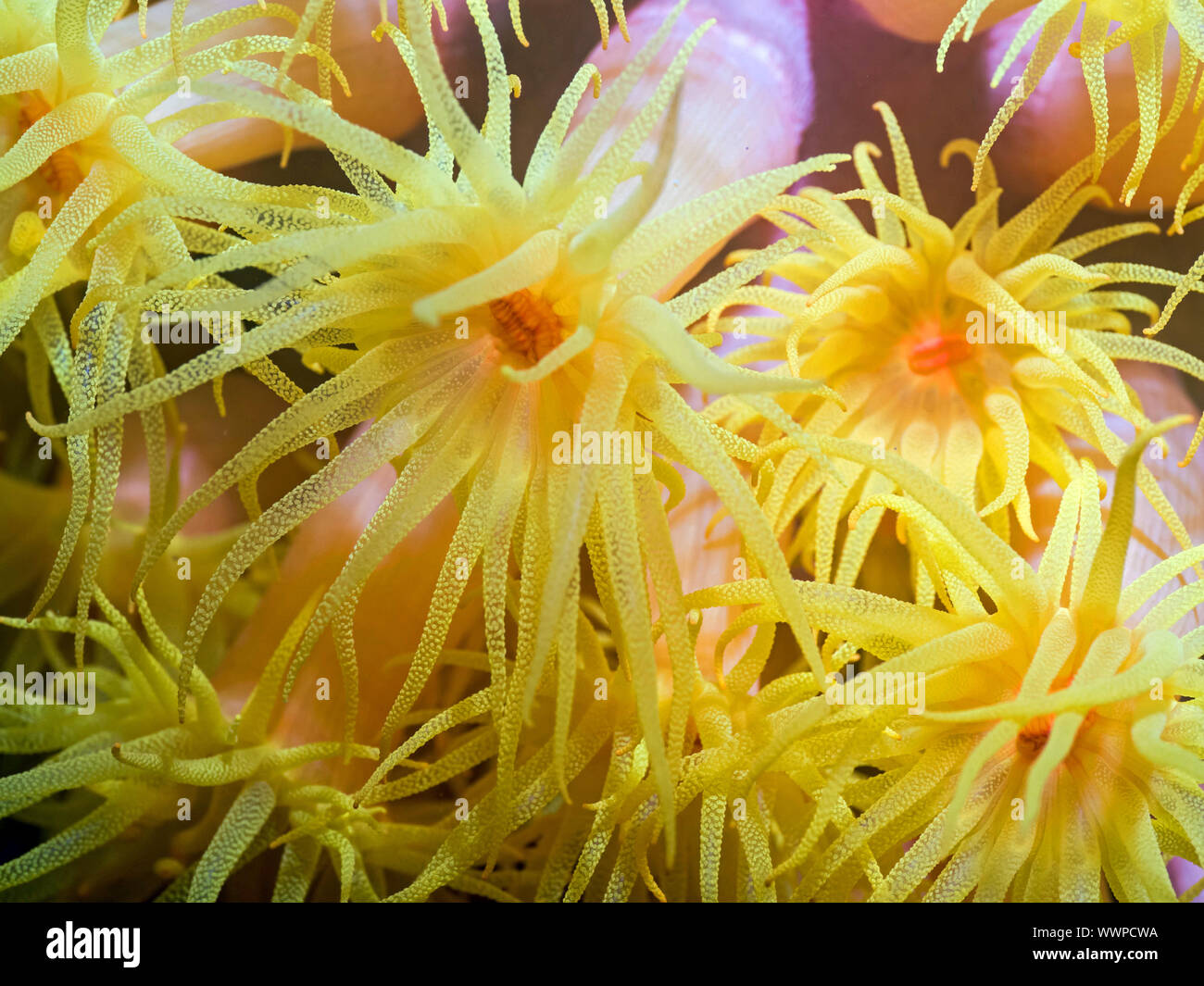Close up of sea anemone hi-res stock photography and images - Alamy