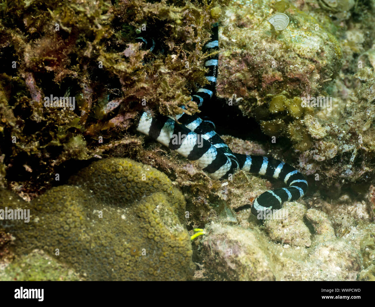 Krait High Resolution Stock Photography and Images - Alamy