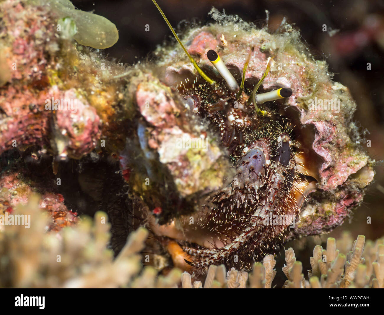 Diving crab hi-res stock photography and images - Alamy