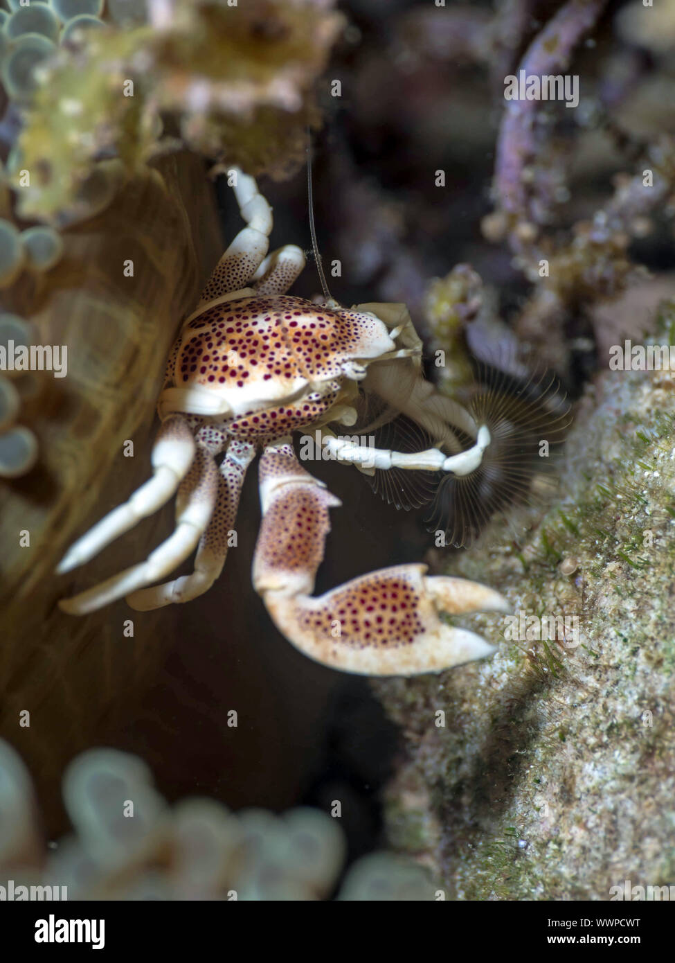 Porcelain crab hi-res stock photography and images - Alamy