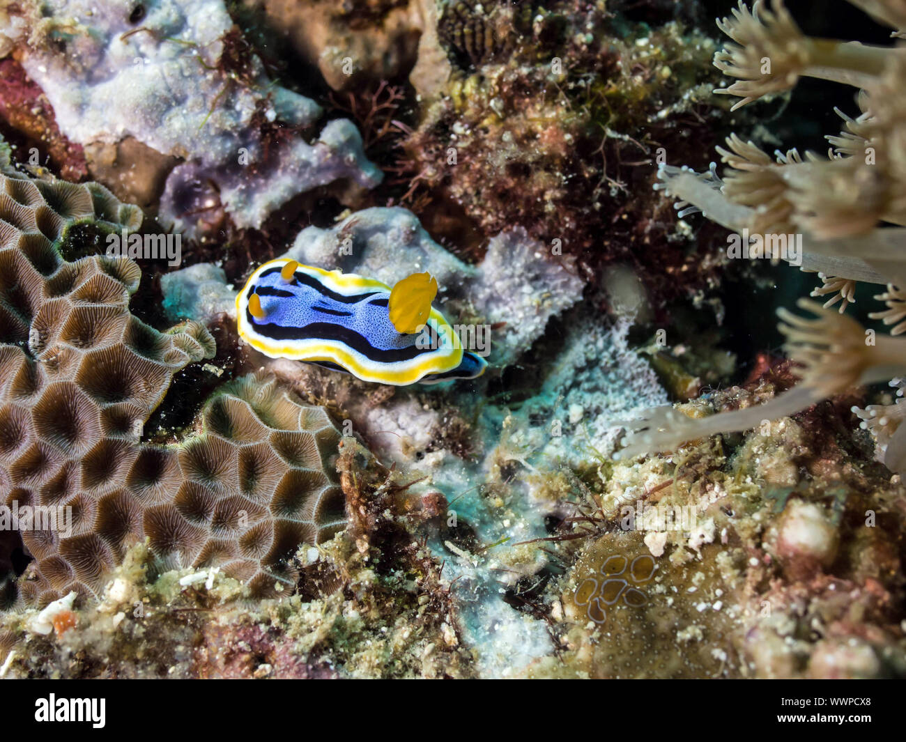 Annas chromodoris annae nudibranch hi-res stock photography and images ...