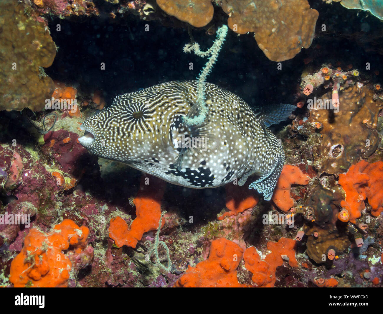 Mappa asia hi-res stock photography and images - Alamy