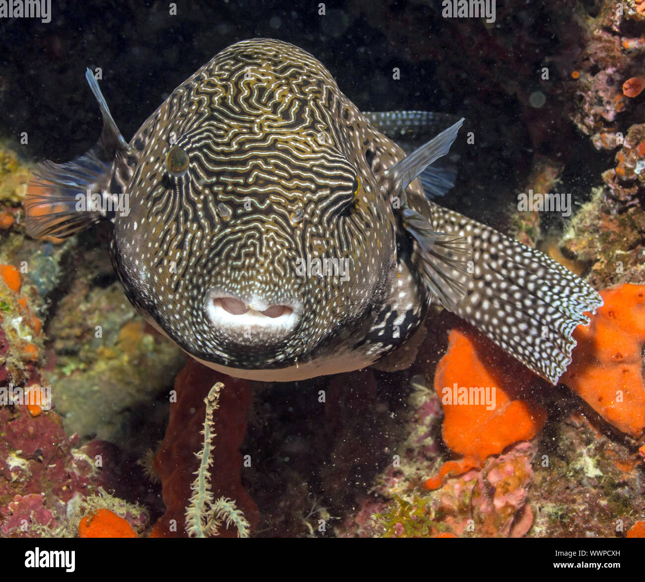 Map puffer arothron mappa hi-res stock photography and images - Alamy