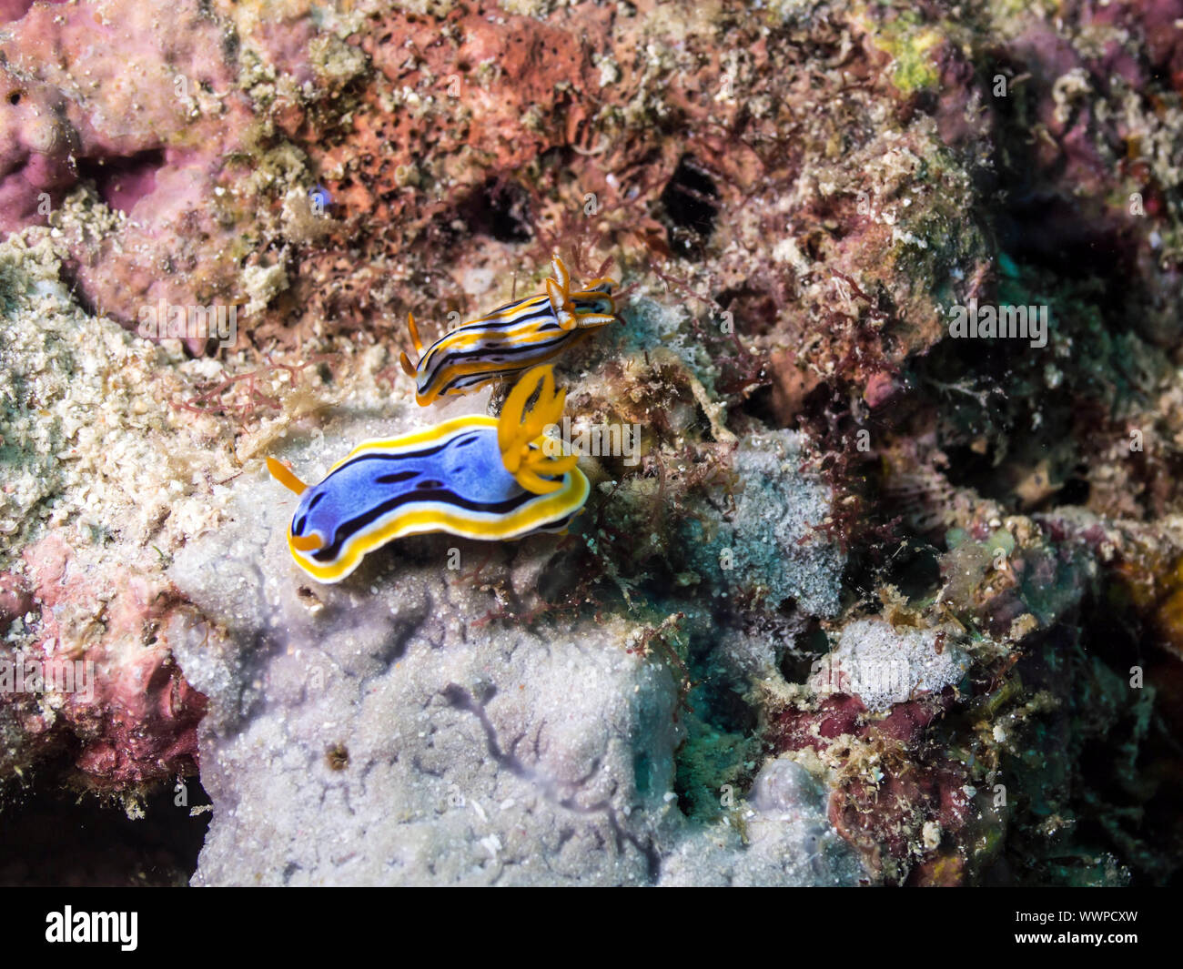 Annas chromodoris annae nudibranch hi-res stock photography and images ...