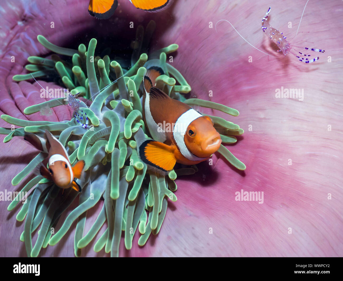 Percula Clownfish High Resolution Stock Photography and Images - Alamy