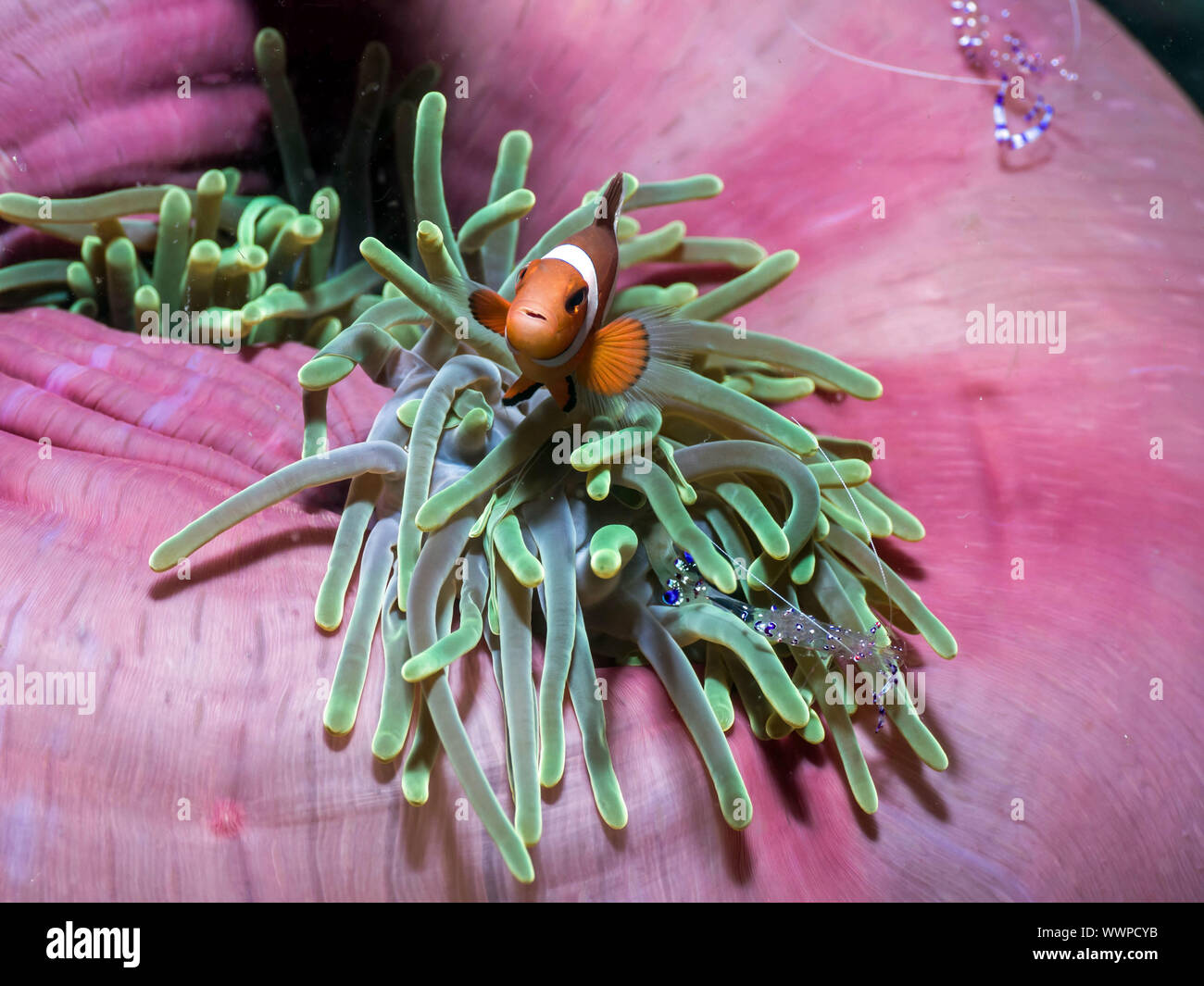Ocellari hi-res stock photography and images - Alamy