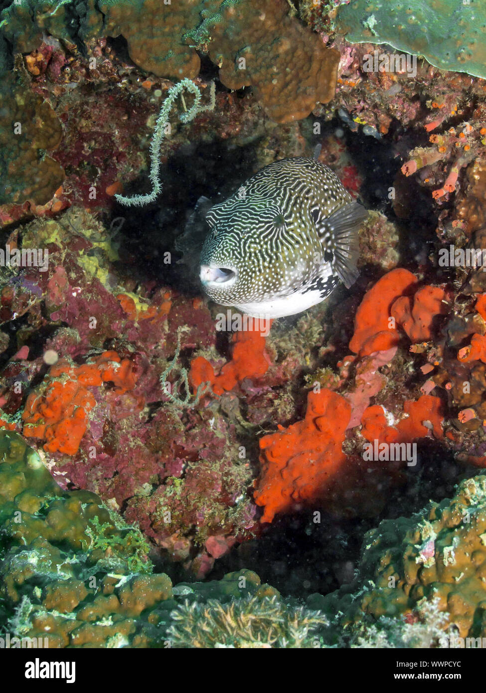 Map Of Asia Pacific High Resolution Stock Photography and Images - Alamy