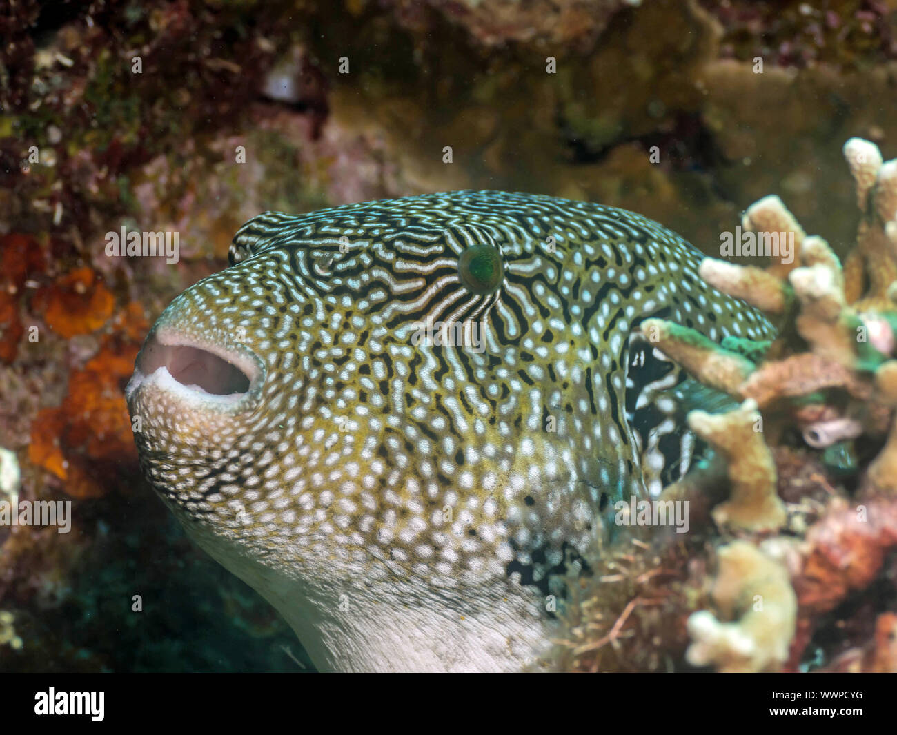 Indo pacific map hi-res stock photography and images - Alamy