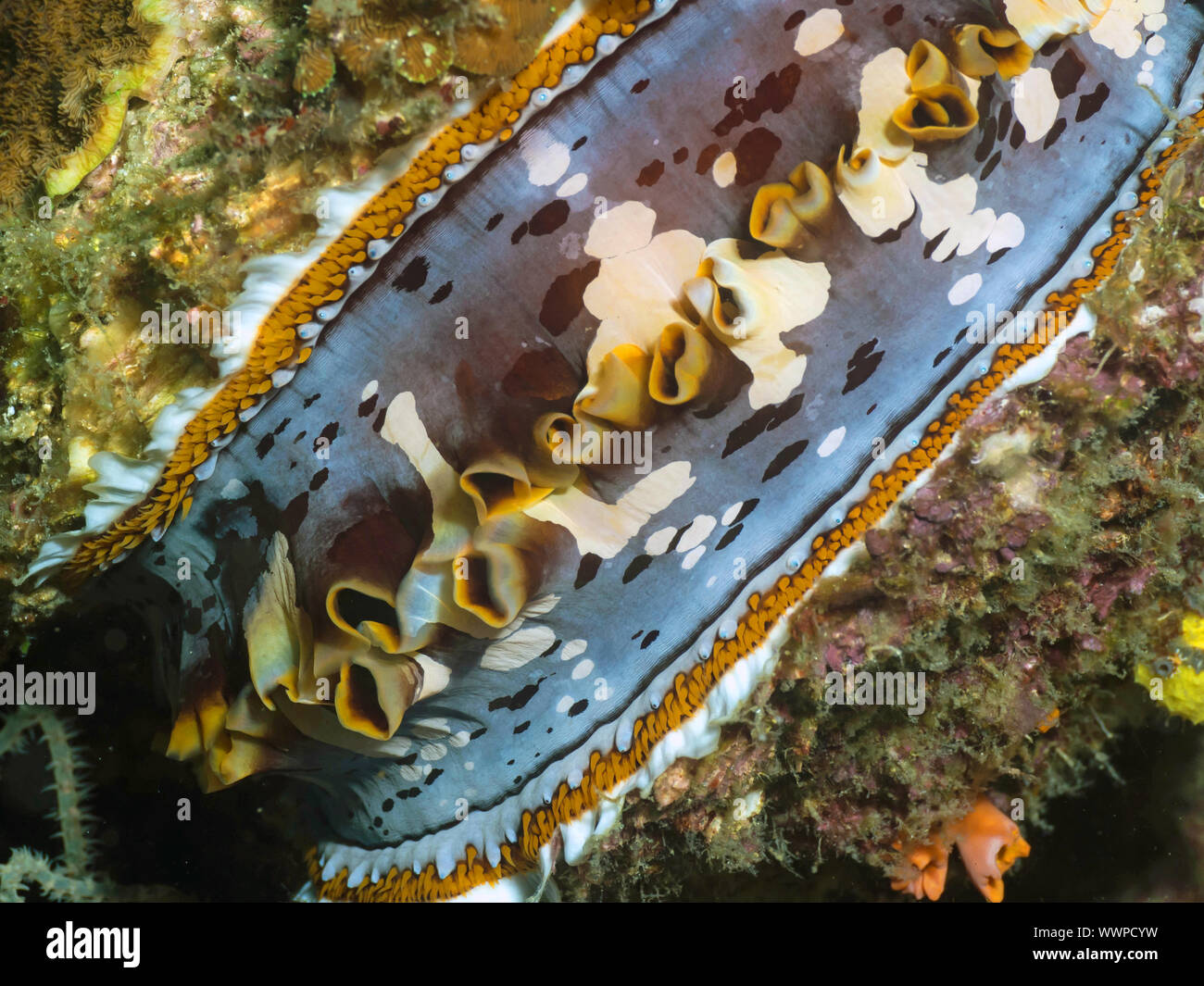 Large saltwater clam hi-res stock photography and images - Alamy