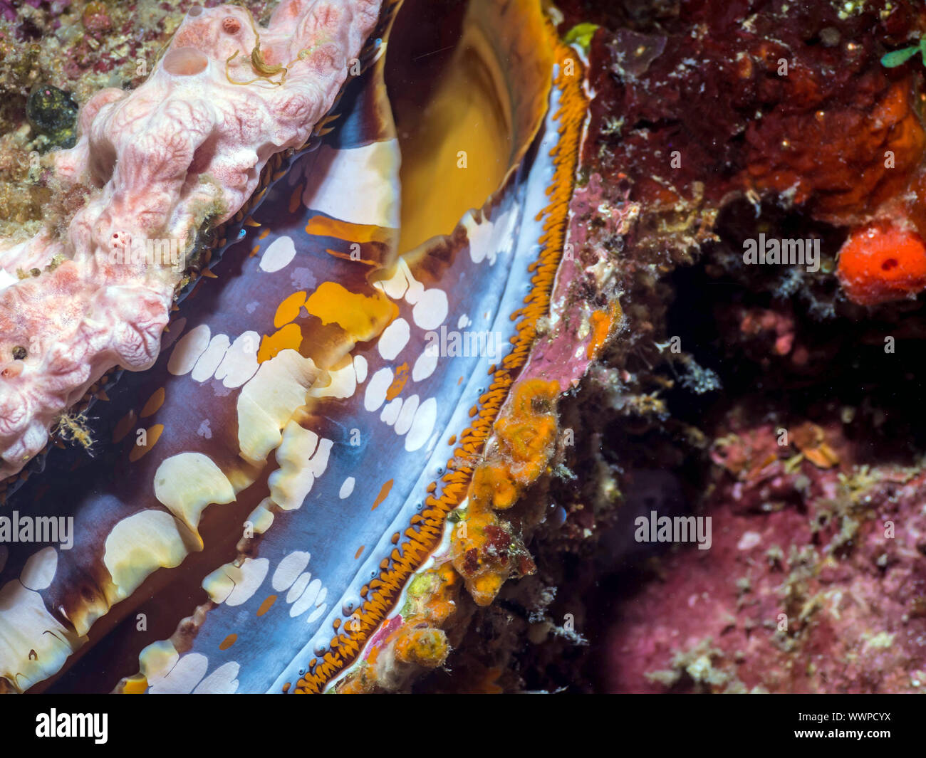 large saltwater clam Stock Photo - Alamy