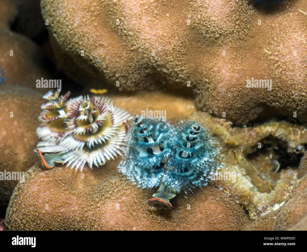Christmas tree worms Stock Photo - Alamy