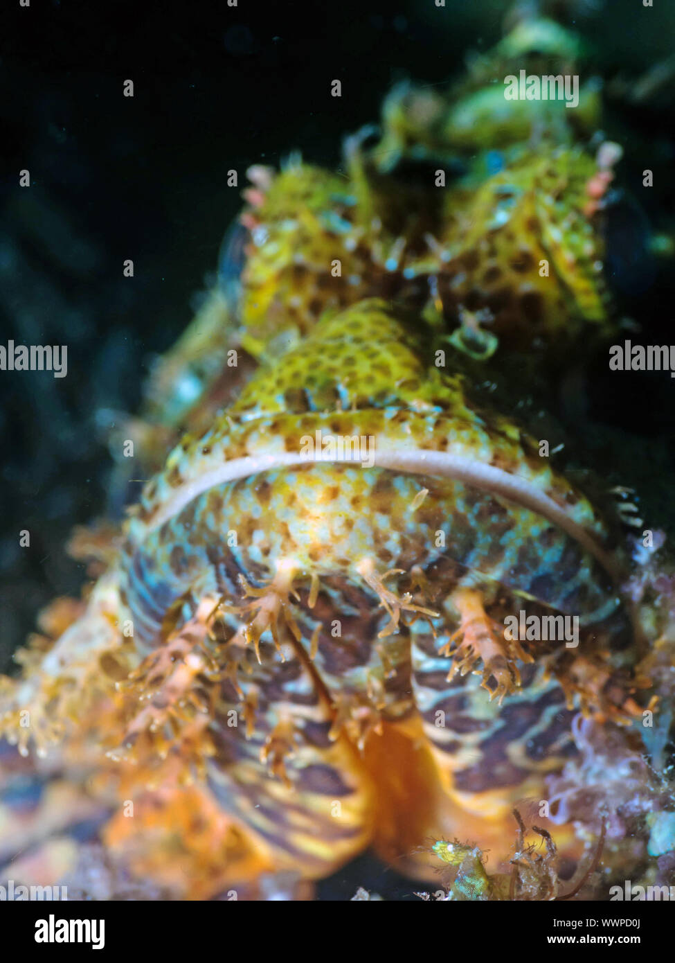 Tassled scorpionfish hi-res stock photography and images - Alamy