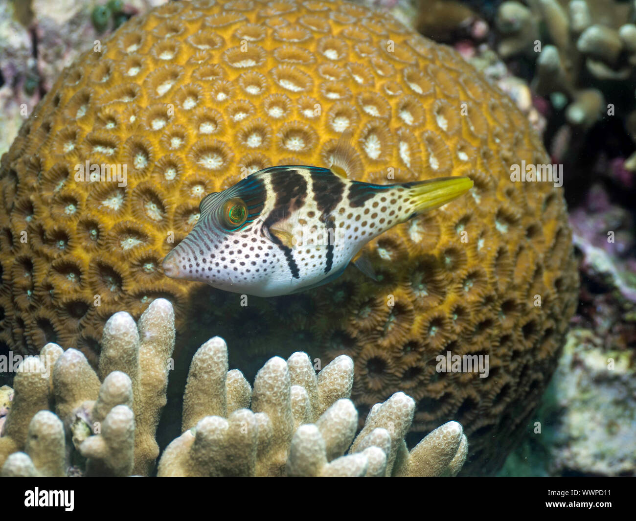 Valentinni's sharpnose puffer Stock Photo - Alamy