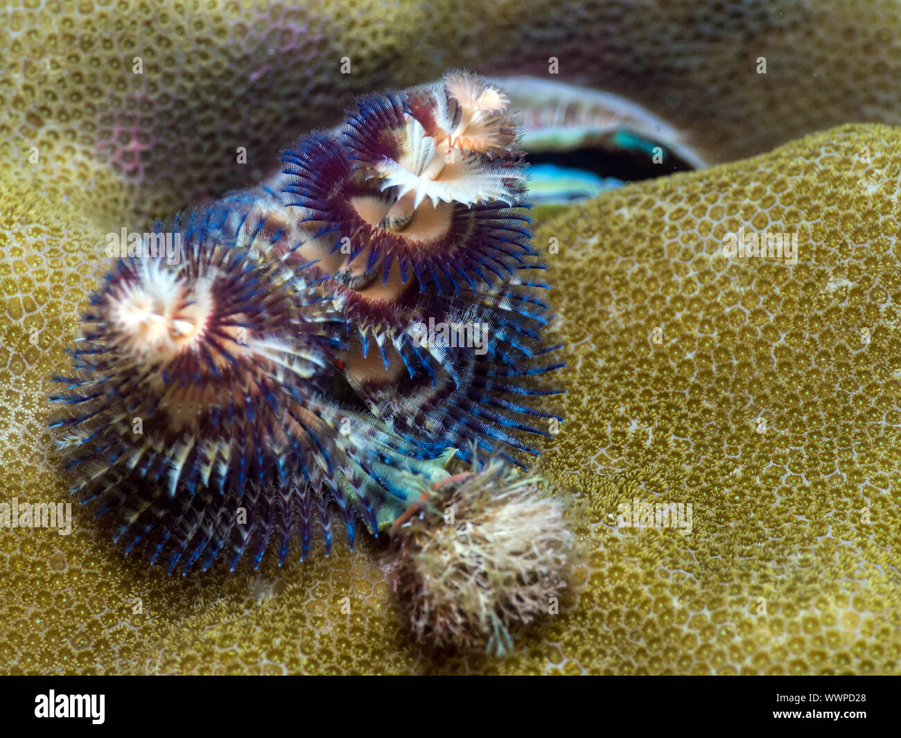 Christmas tree worms Stock Photo - Alamy