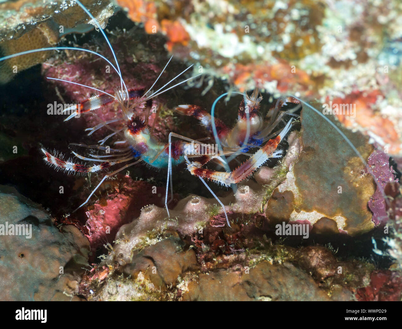 Banded cleaner shrimp (Stenopus hispidus Stock Photo - Alamy