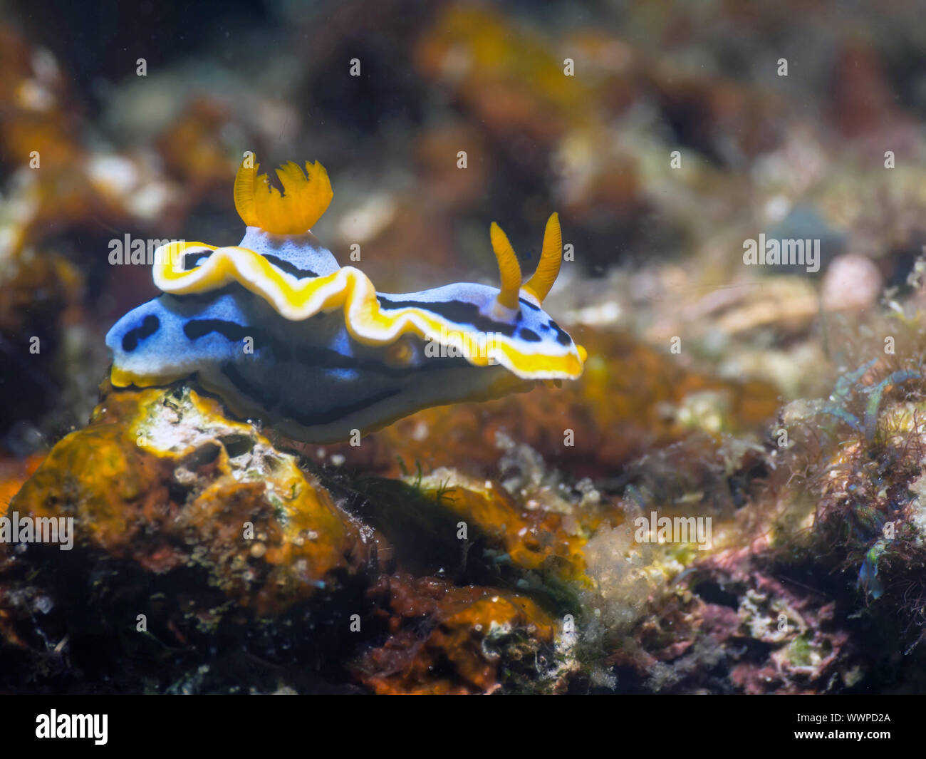 colourful nudibranch (Chromodoris annae Stock Photo - Alamy