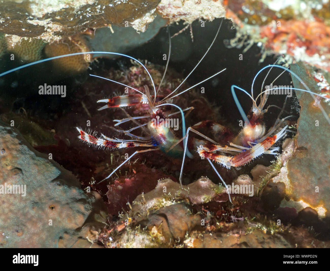 Banded cleaner shrimp (Stenopus hispidus Stock Photo - Alamy